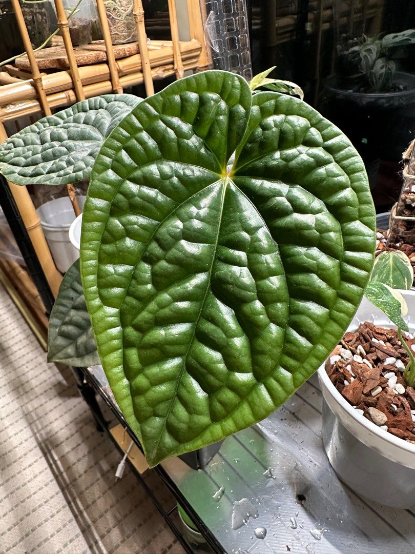 Anthurium Luxurians, Furniture & Home Living, Gardening, Plants & Seeds ...