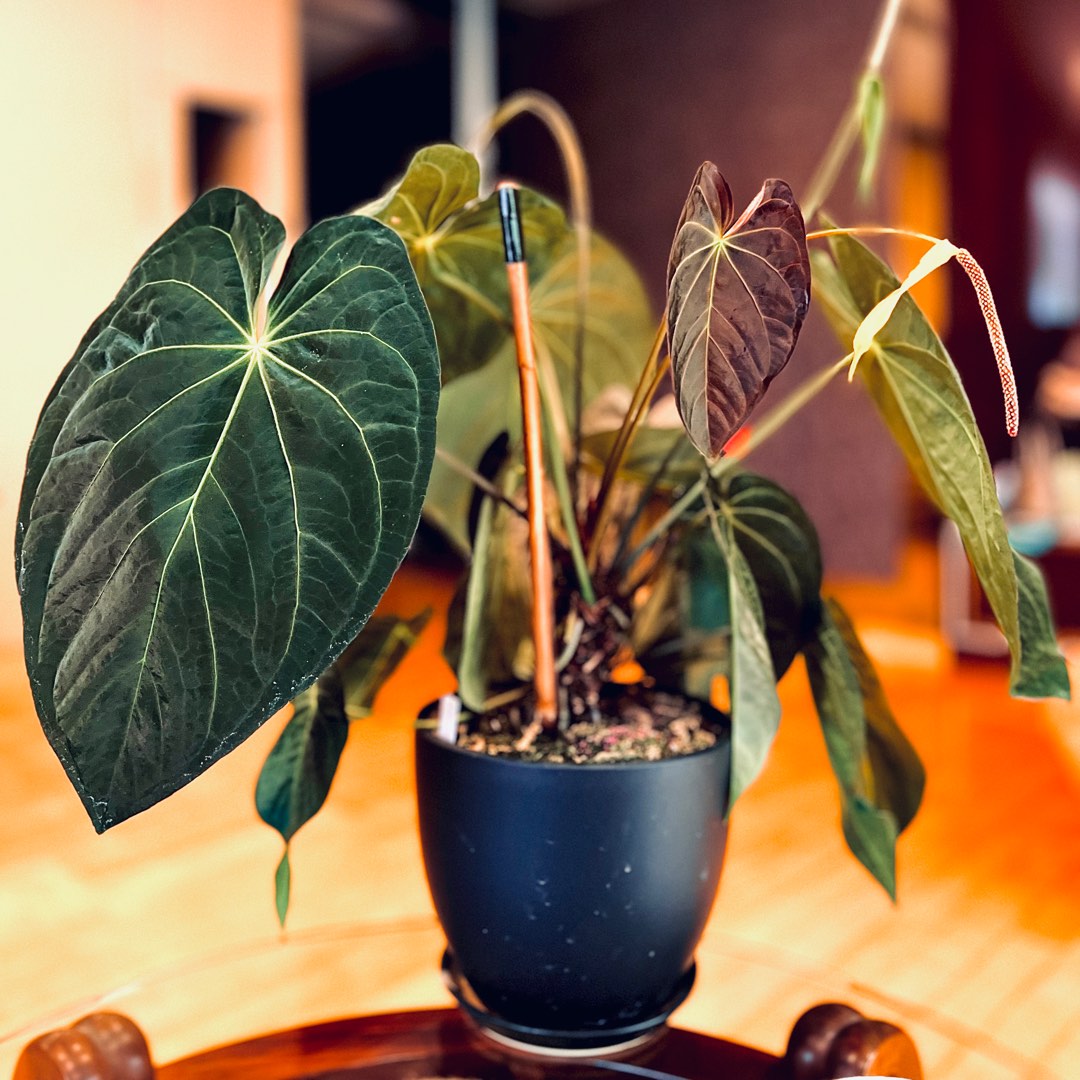 Anthurium Papillilaminum (hybrid), Furniture & Home Living, Gardening ...