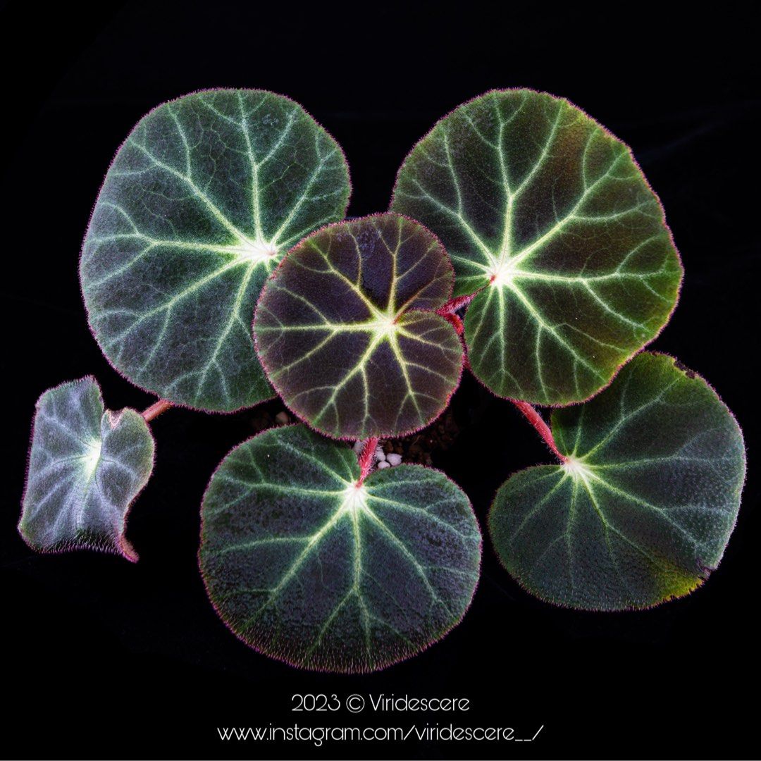 Begonia subacida (Brazil), Furniture & Home Living, Gardening, Plants ...