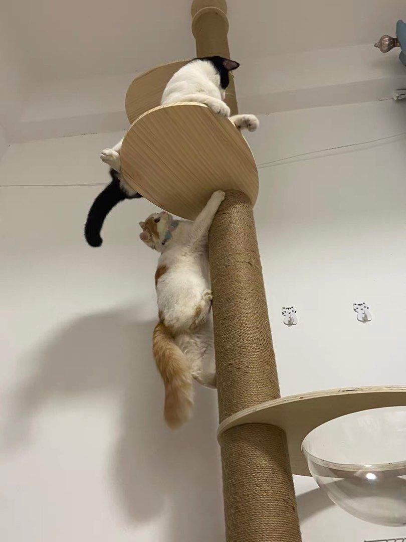 Custom Height Cat Tower Climbing Scratch Post + Space Bubble Hammock ...