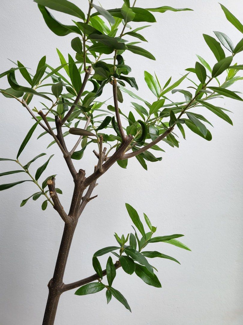 Japanese Olive Tree - 1m, Furniture & Home Living, Gardening, Plants ...