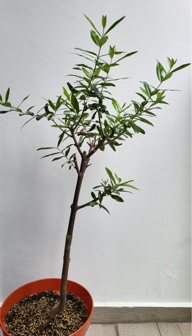 Japanese Olive Tree - 1m, Furniture & Home Living, Gardening, Plants ...