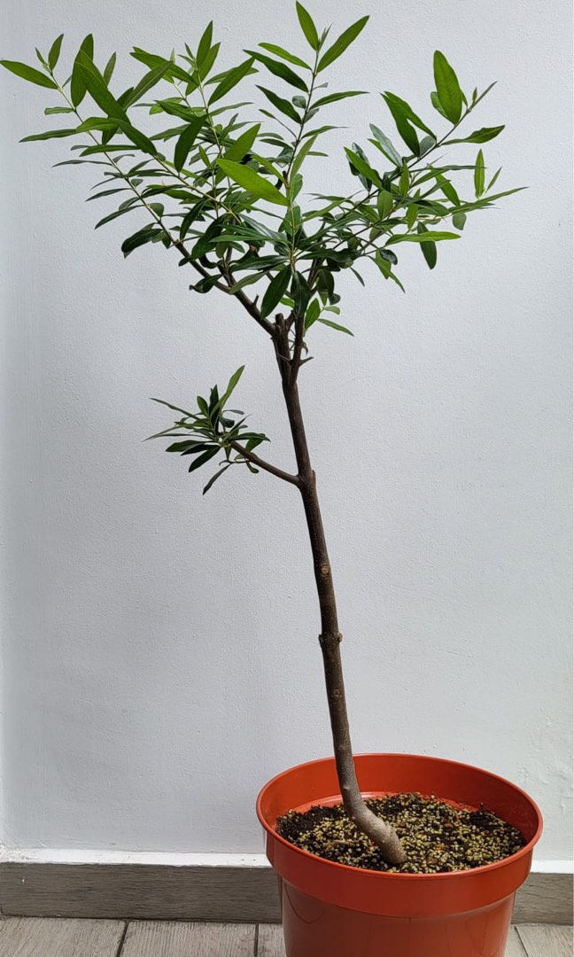 Japanese Olive Tree - 1m, Furniture & Home Living, Gardening, Plants ...