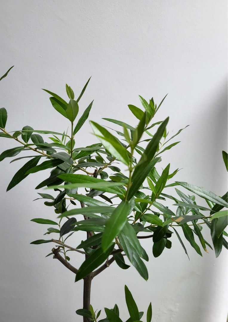 Japanese Olive Tree - 1m, Furniture & Home Living, Gardening, Plants ...
