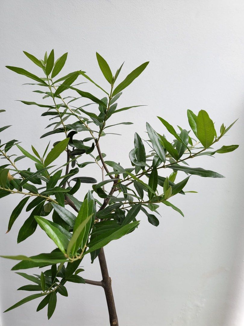 Japanese Olive Tree - 1m, Furniture & Home Living, Gardening, Plants ...