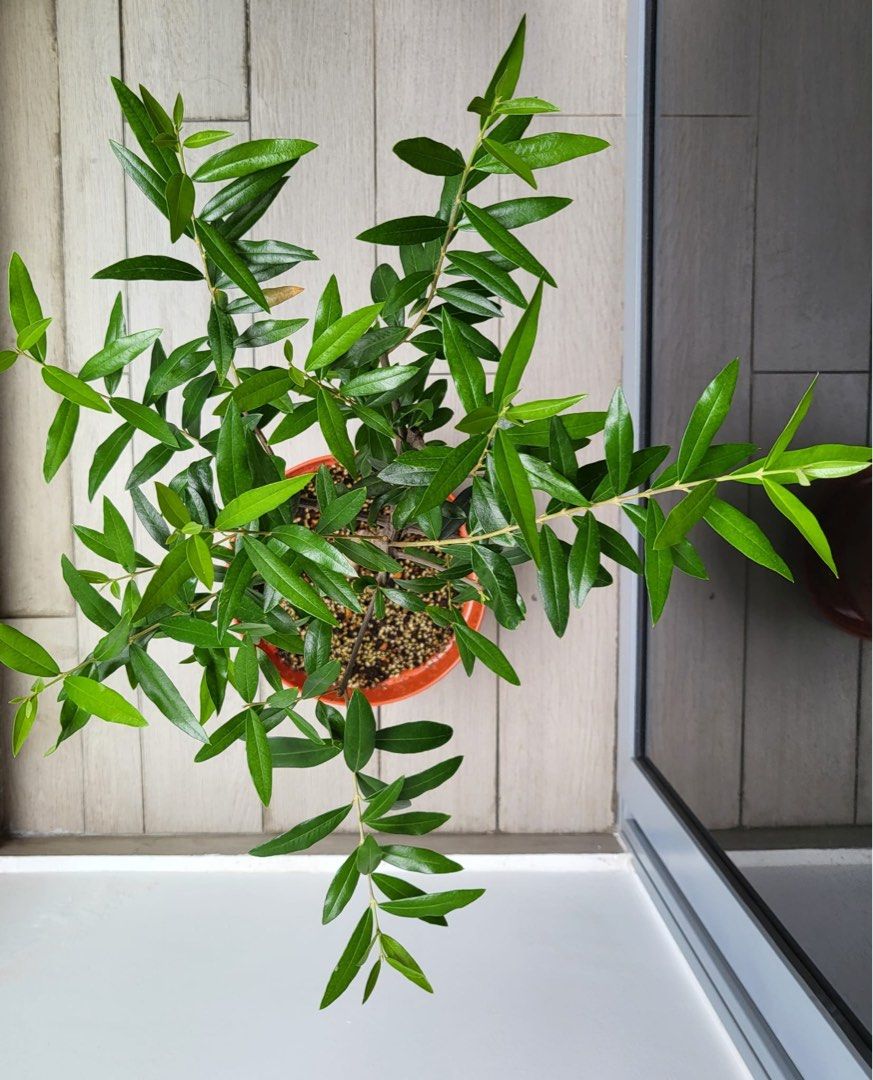 Japanese Olive Tree - 1m, Furniture & Home Living, Gardening, Plants ...