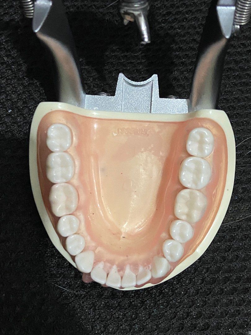 Nissin Periodontal Jaw / Perio Jaw/ Periodontal Study Model, Beauty ...
