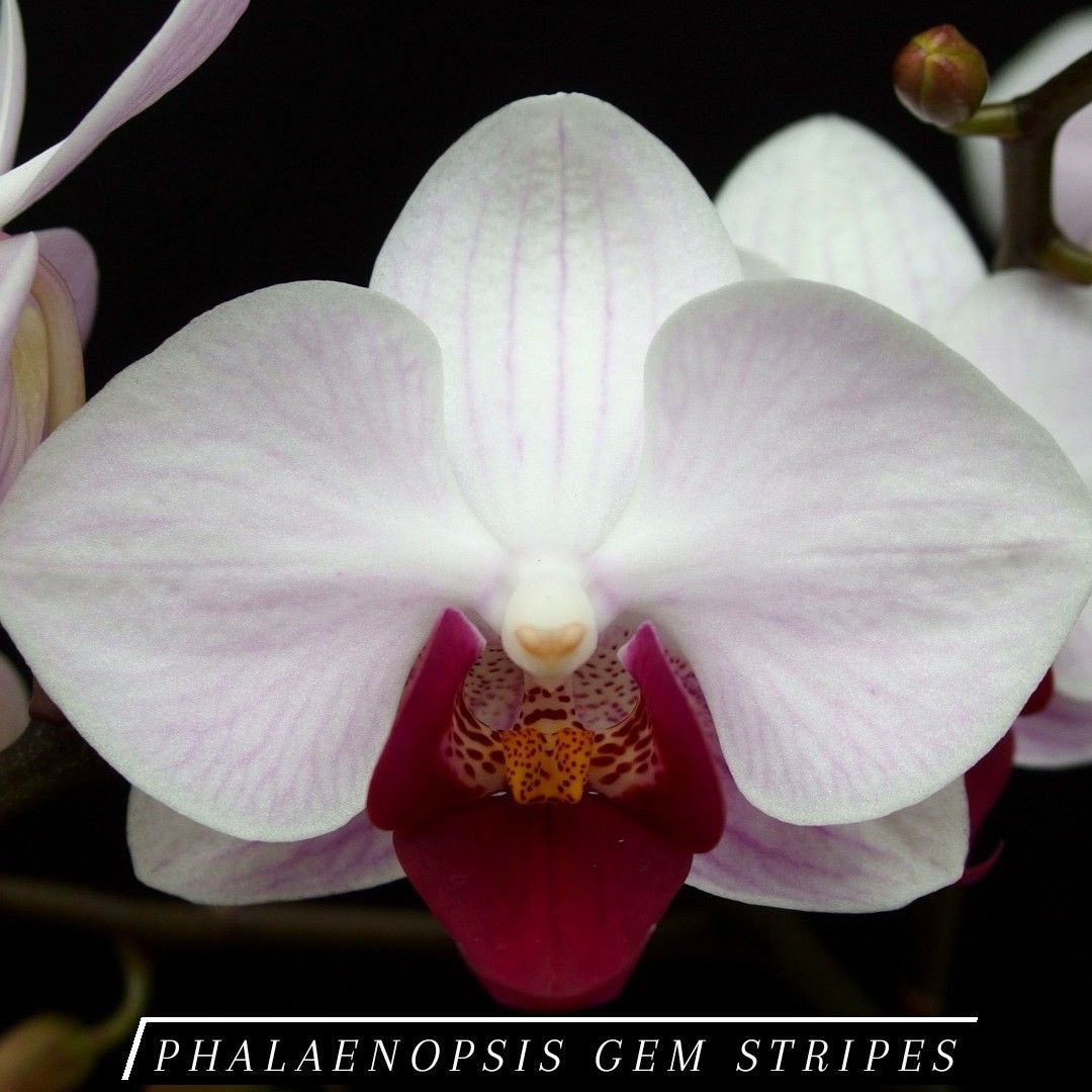 Phalaenopsis Little Gem Stripes orchid plant, Furniture & Home Living ...