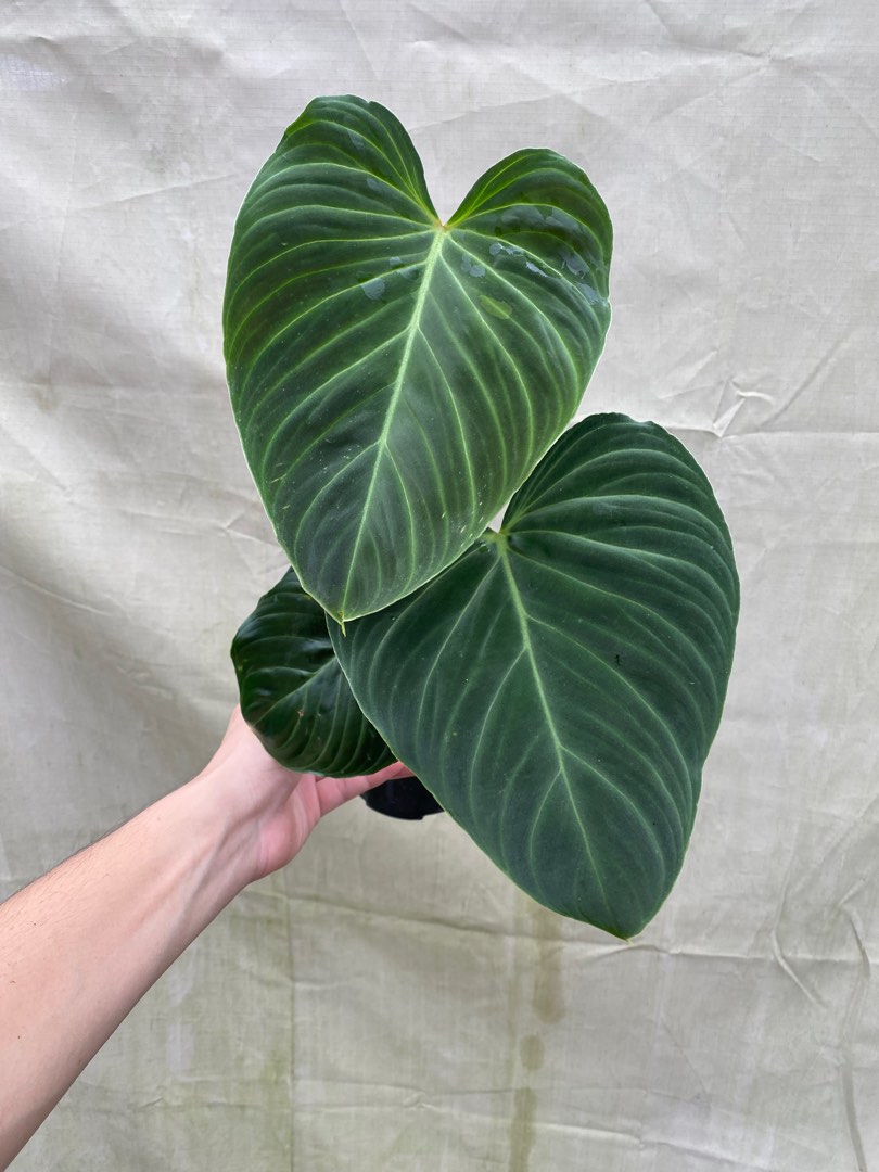 Philodendron Splendid, Furniture & Home Living, Gardening, Plants ...
