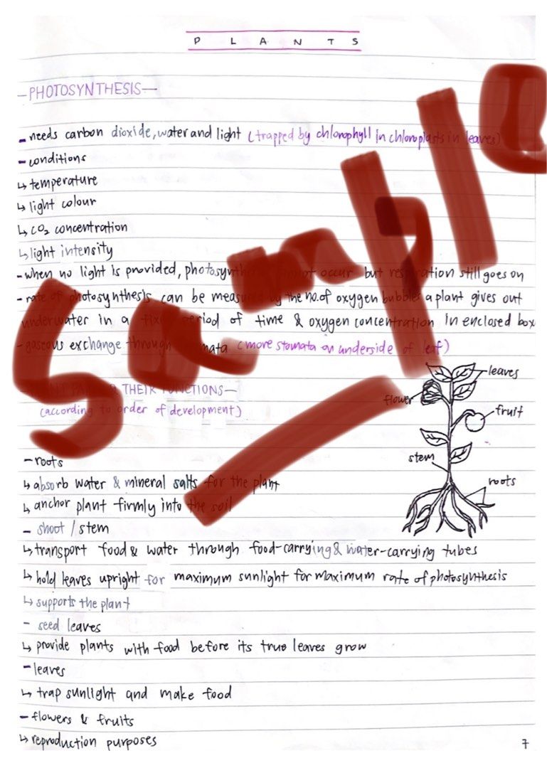 PSLE P6 Handwritten science short notes, Hobbies & Toys, Books ...