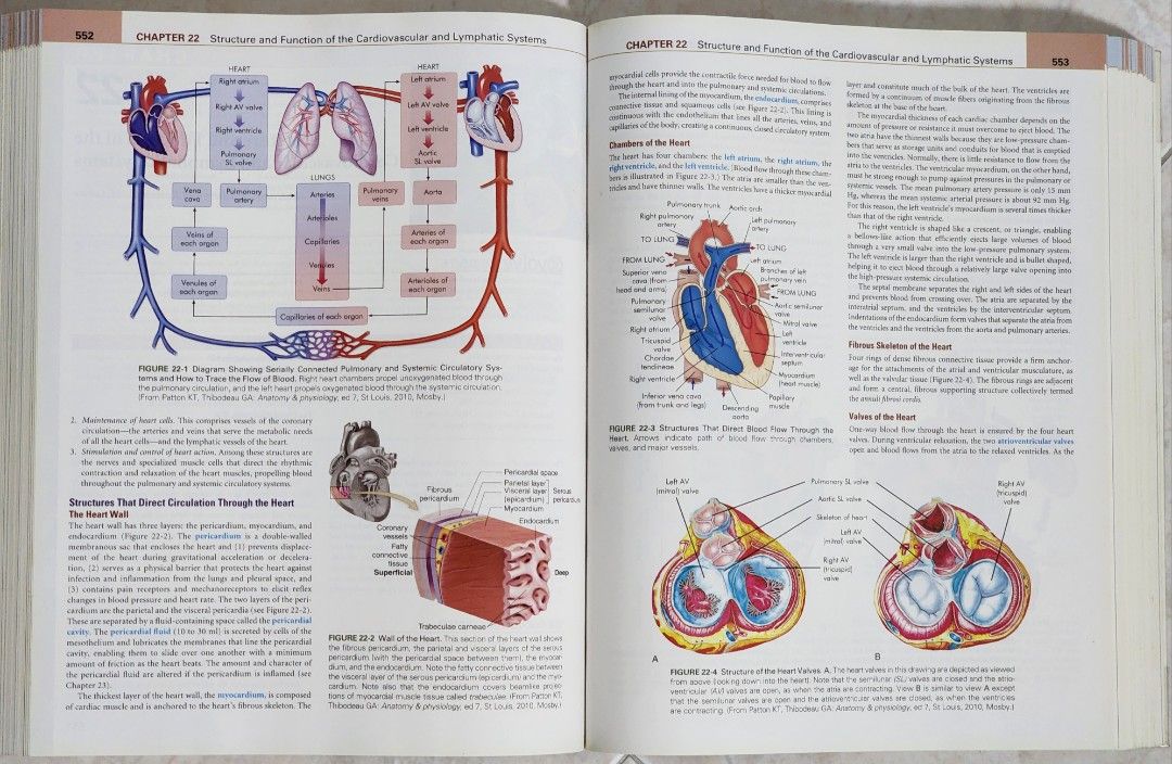 Understanding Pathophysiology 8th Edition, Hobbies & Toys, Books ...