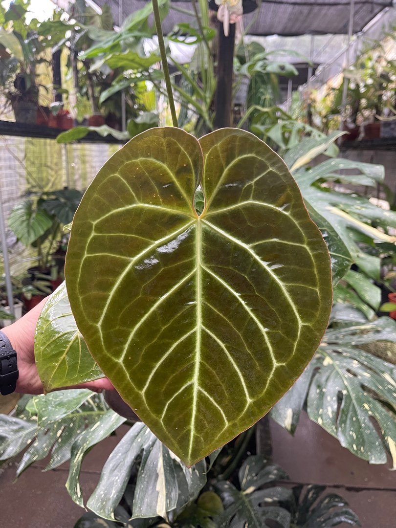 Anthurium Besseae x Crystallinum, Furniture & Home Living, Gardening ...