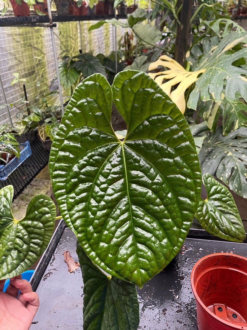 Anthurium Luxurians, Furniture & Home Living, Gardening, Plants & Seeds ...