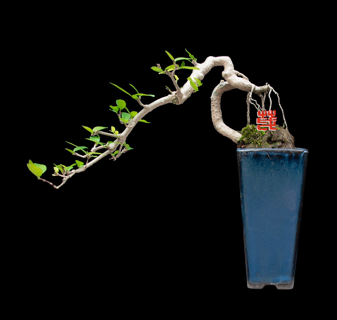 Bonsai 25cm Shui Mei Water Jasmine Wrightia Religiosa, Furniture & Home ...