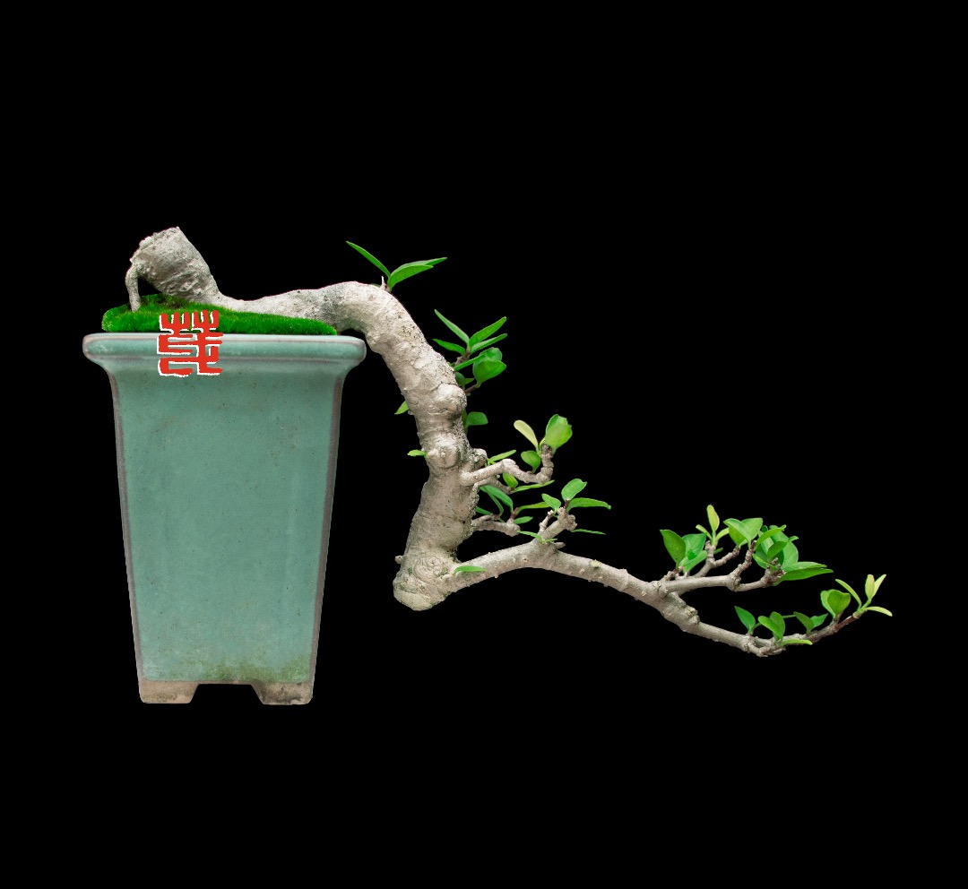 Bonsai 25cm Shui Mei Water Jasmine Wrightia Religiosa, Furniture & Home ...