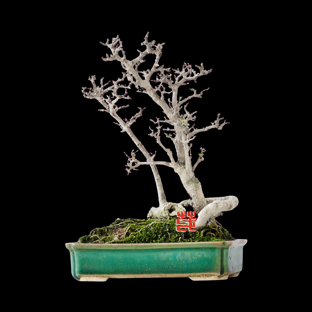 Bonsai 25cm Shui Mei Water Jasmine Wrightia Religiosa, Furniture & Home ...