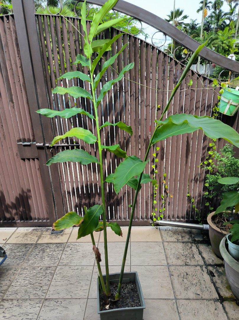 Bunga Kantan / Torch Ginger Plant, Furniture & Home Living, Gardening ...