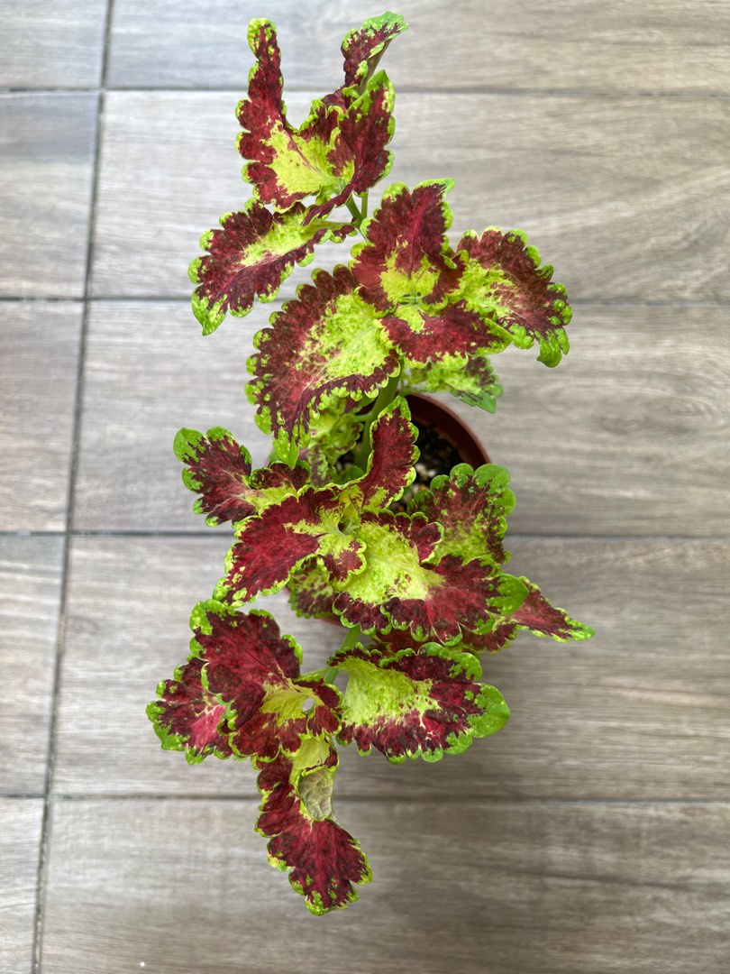 Coleus Florida City Yalaha, Furniture & Home Living, Gardening, Plants ...