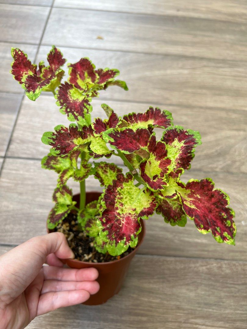 Coleus Florida City Yalaha, Furniture & Home Living, Gardening, Plants ...