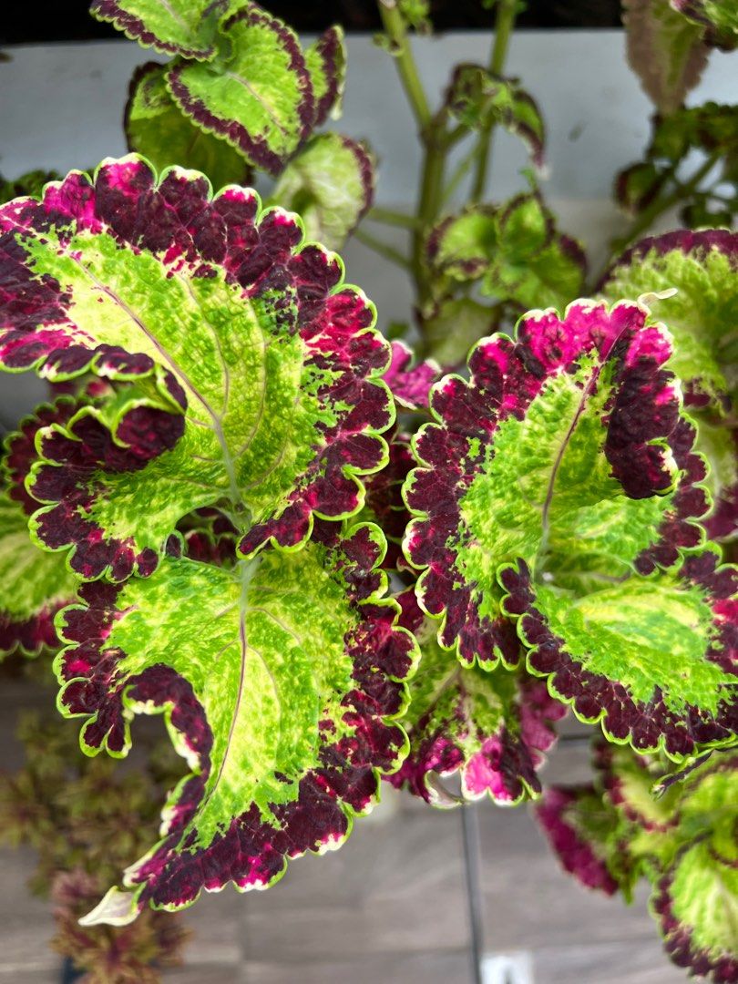 Coleus Florida City Yalaha, Furniture & Home Living, Gardening, Plants ...