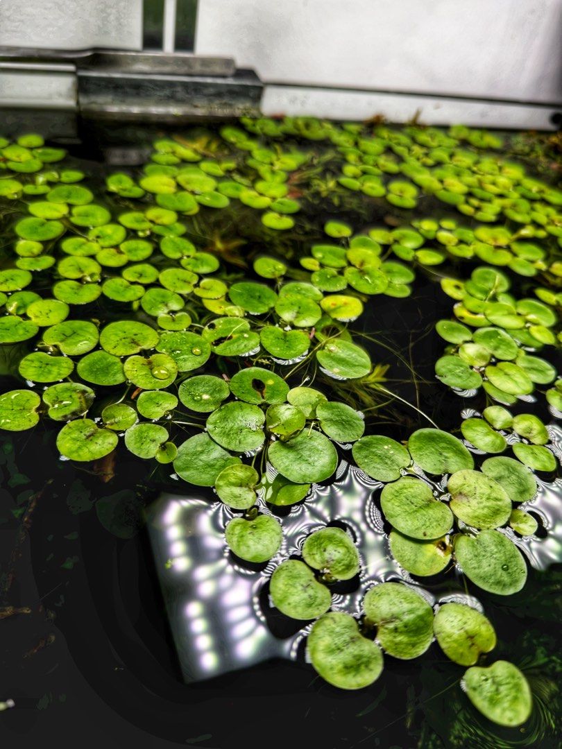 Frogbit, Furniture & Home Living, Gardening, Plants & Seeds on Carousell