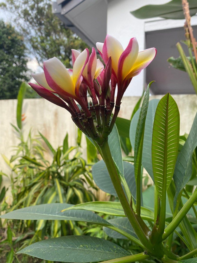 Live Plant Pokok Flower, Furniture & Home Living, Gardening, Plants ...