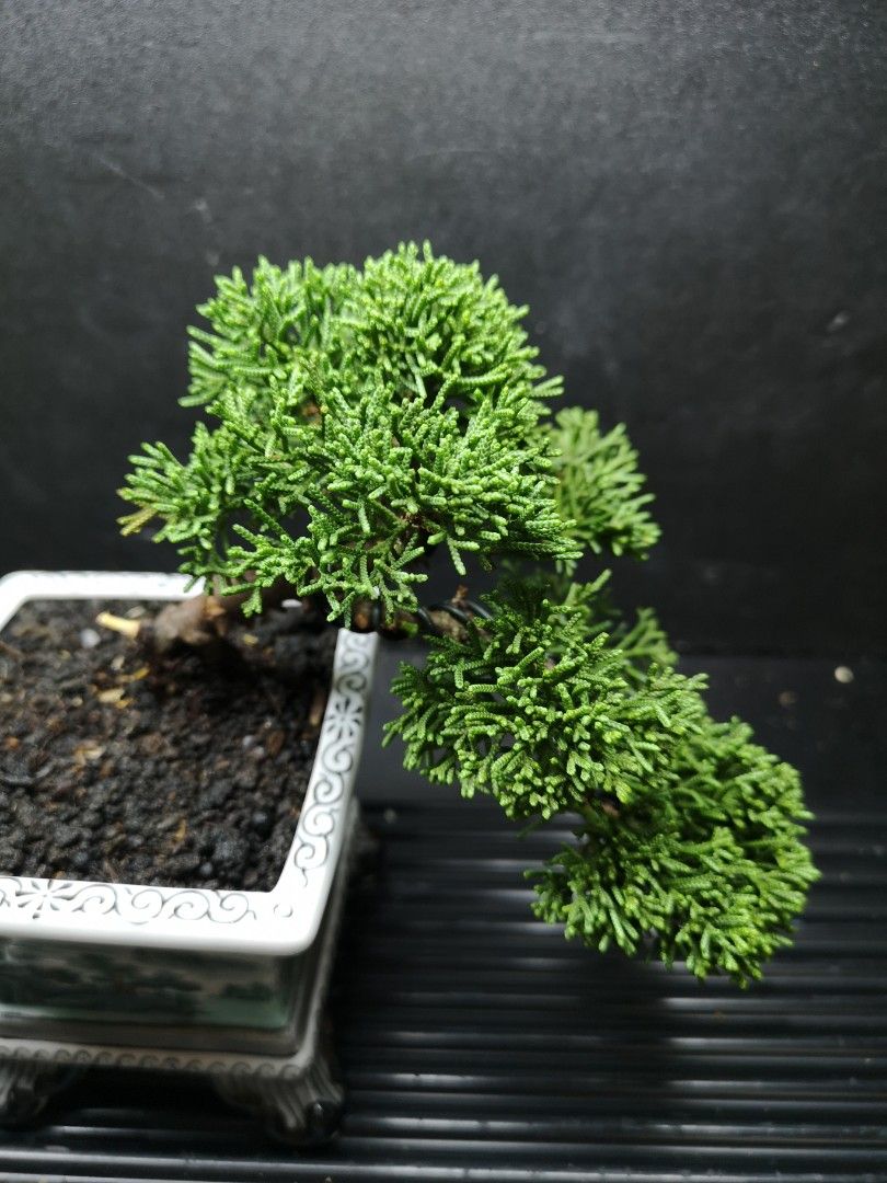 Mini/mame japanese shimpaku kishu juniper bonsai with jin, japanese pot ...