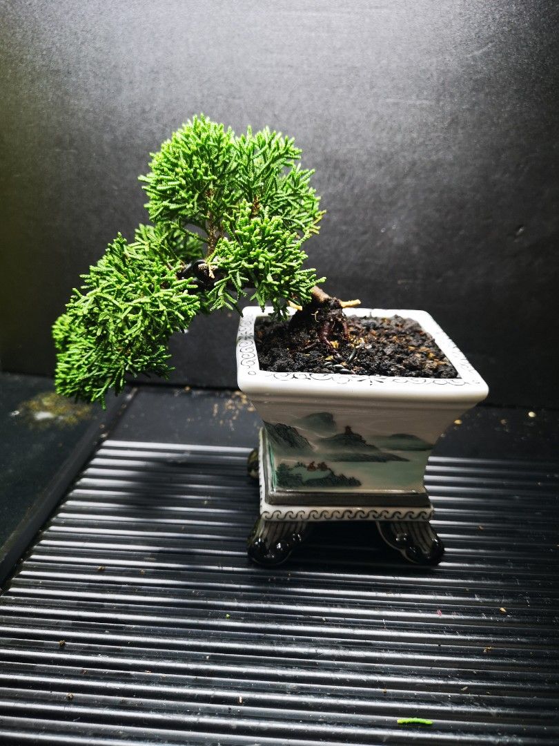 Mini/mame japanese shimpaku kishu juniper bonsai with jin, japanese pot ...