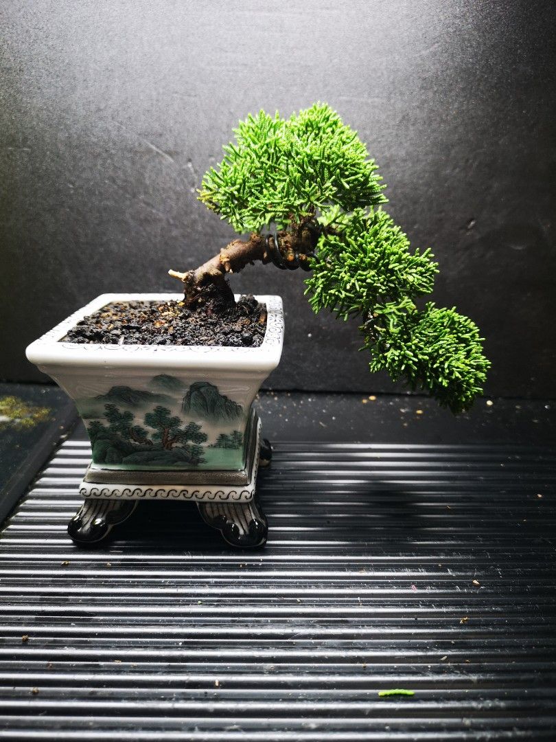 Mini/mame japanese shimpaku kishu juniper bonsai with jin, japanese pot ...