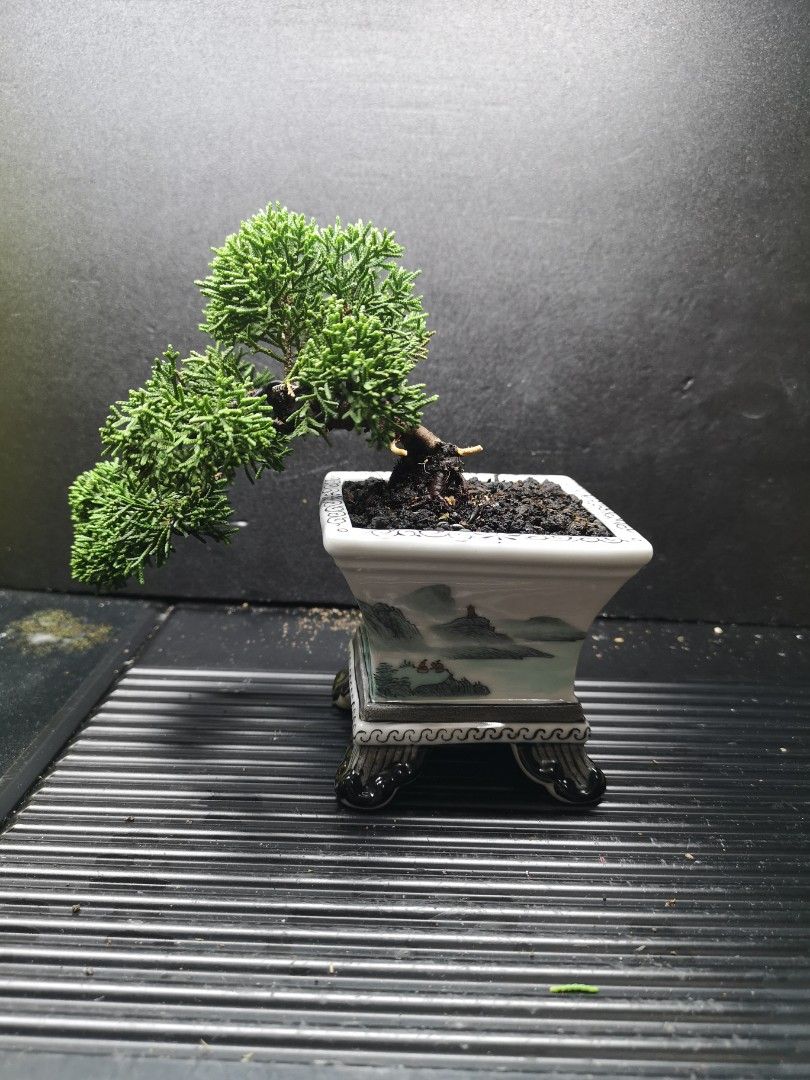 Mini/mame japanese shimpaku kishu juniper bonsai with jin, japanese pot ...