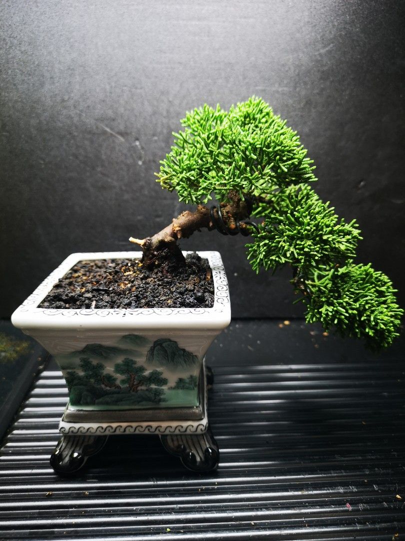Mini/mame japanese shimpaku kishu juniper bonsai with jin, japanese pot ...