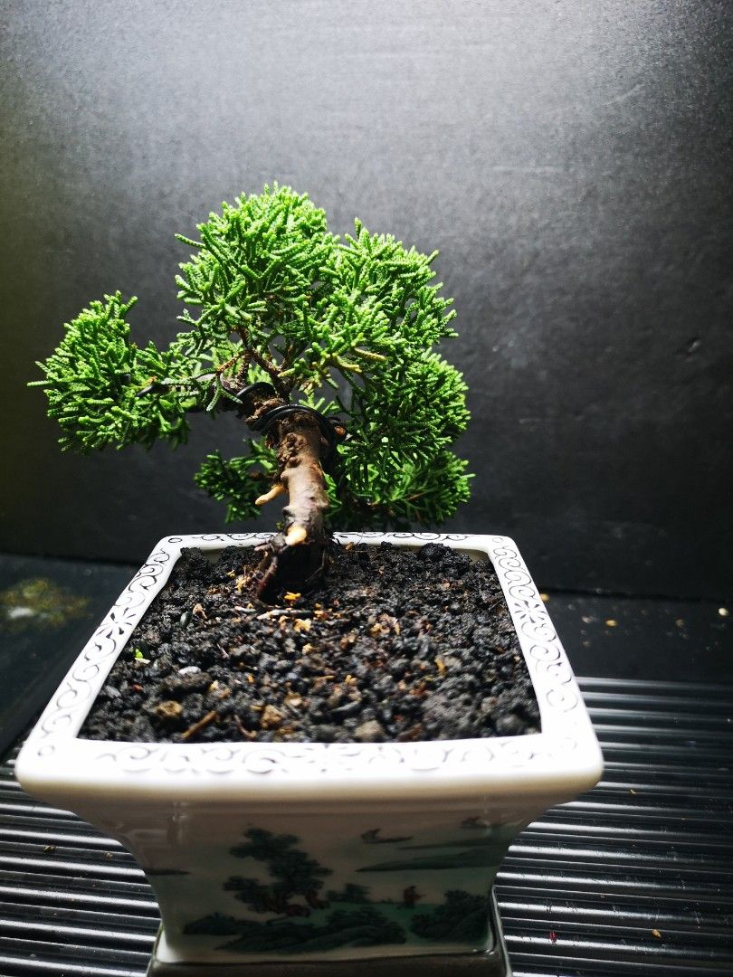 Mini/mame japanese shimpaku kishu juniper bonsai with jin, japanese pot ...