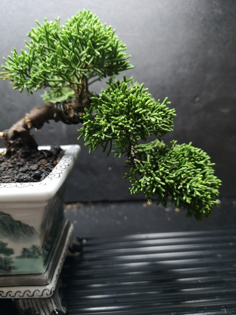 Mini/mame japanese shimpaku kishu juniper bonsai with jin, japanese pot ...