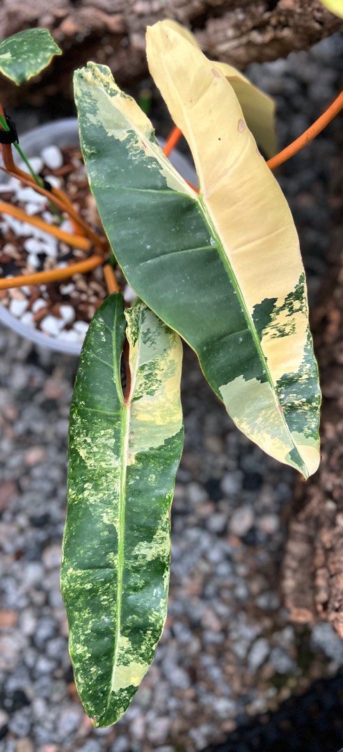 Philodendron billietae variegated (7 plus 1 leaves), Furniture & Home ...