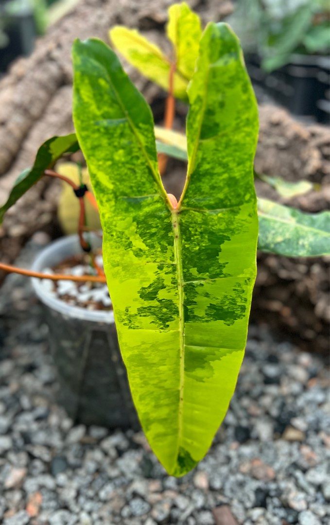 Philodendron billietae variegated (7 plus 1 leaves), Furniture & Home ...
