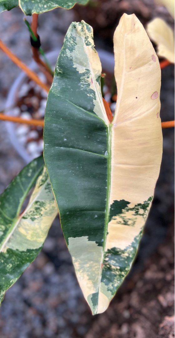 Philodendron billietae variegated (7 plus 1 leaves), Furniture & Home ...