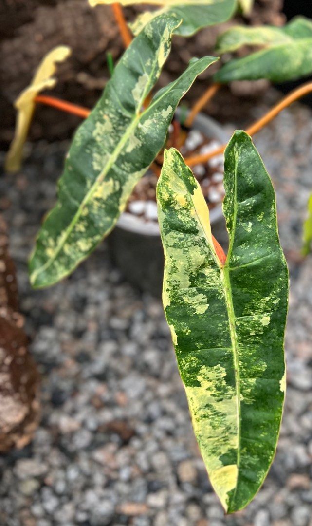 Philodendron billietae variegated (7 plus 1 leaves), Furniture & Home ...