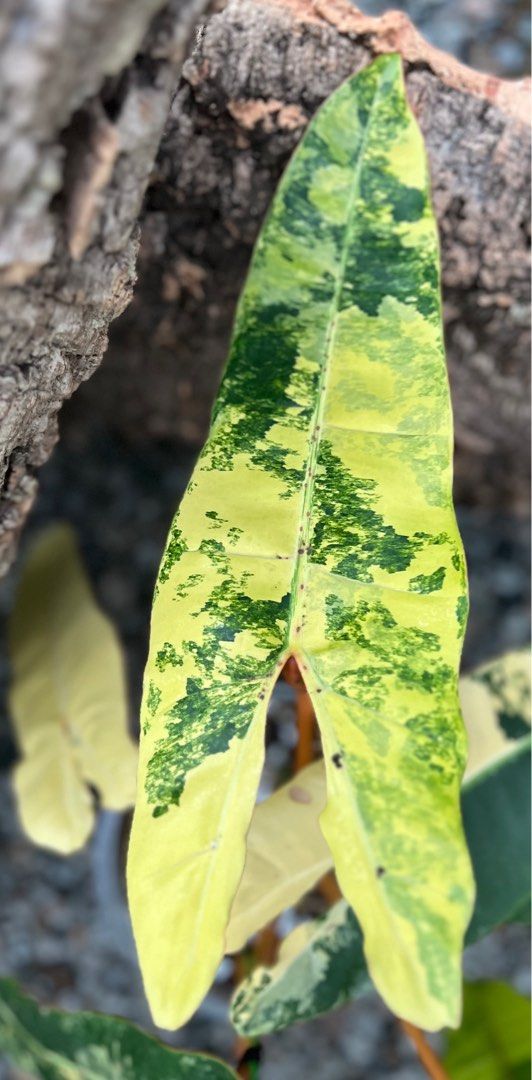 Philodendron billietae variegated (7 plus 1 leaves), Furniture & Home ...