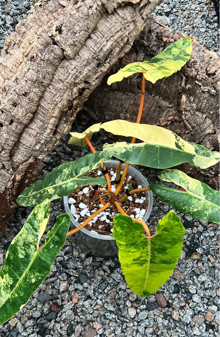 Philodendron billietae variegated (7 plus 1 leaves), Furniture & Home ...