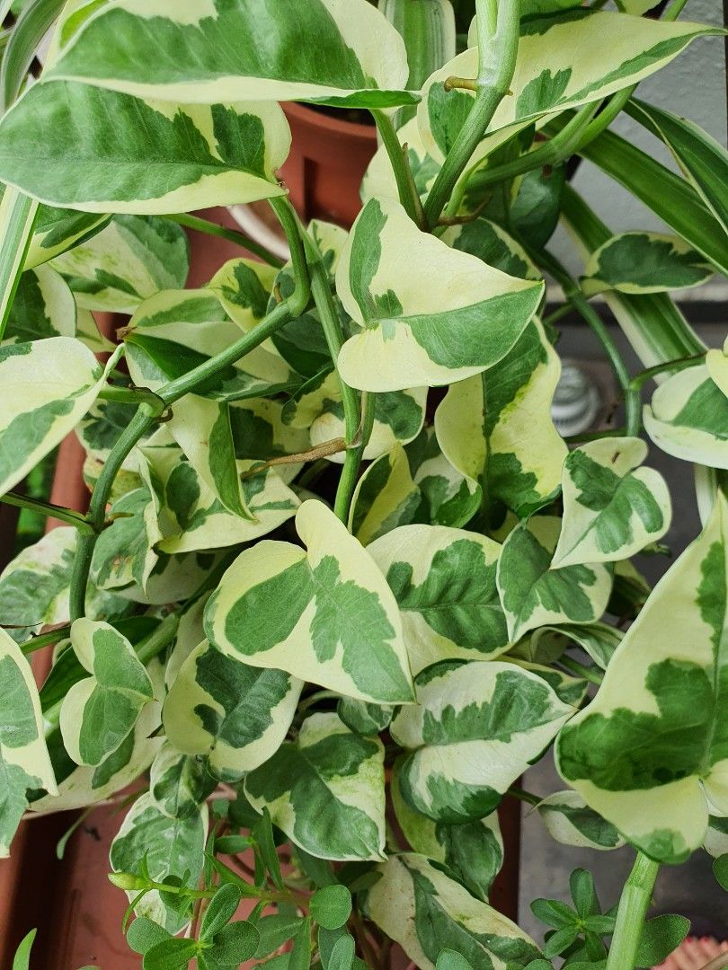 Spider plant pink polka dot pothos and bamboo, Furniture & Home Living ...