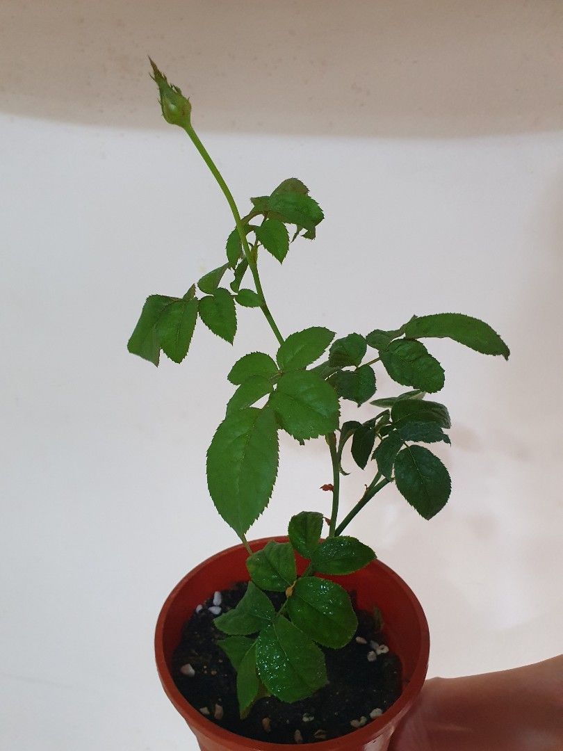 Young Souer Emmanuelle Rose, Furniture & Home Living, Gardening, Plants ...