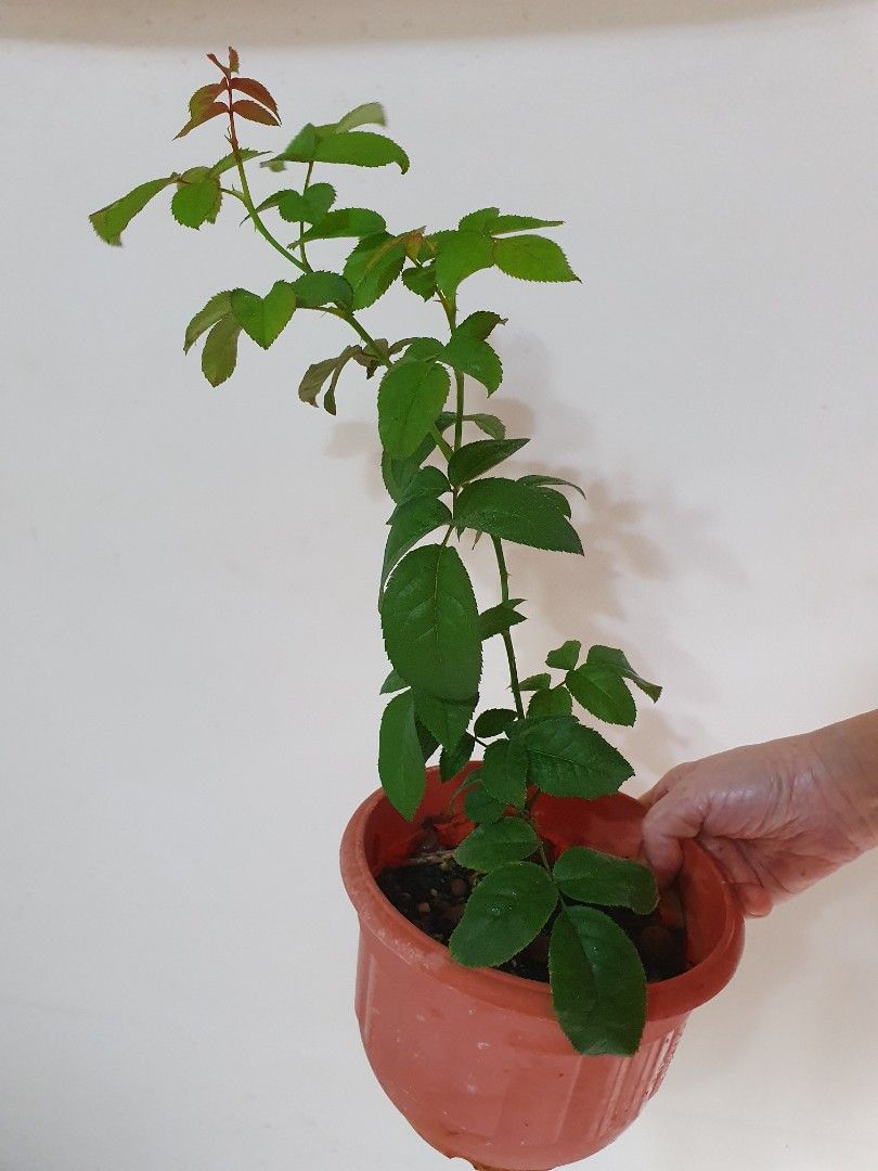 Young Souer Emmanuelle Rose, Furniture & Home Living, Gardening, Plants ...