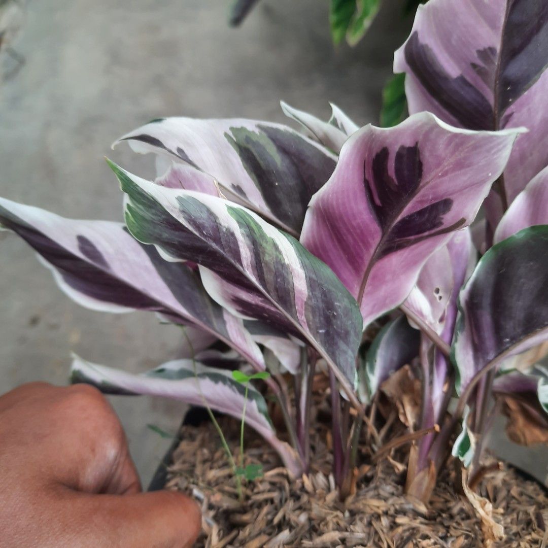 Calathea White Fusion, Furniture & Home Living, Gardening, Plants ...