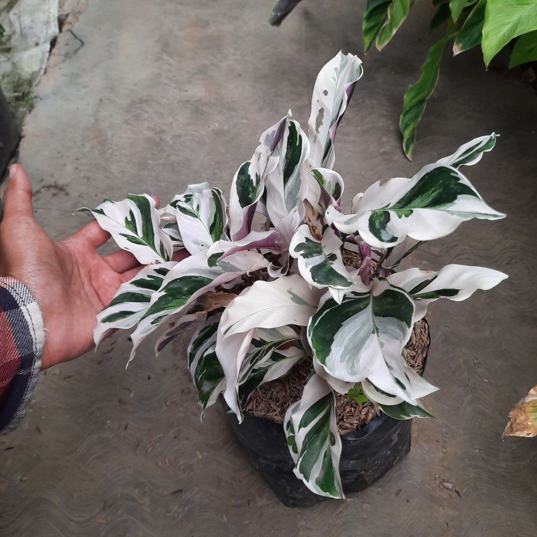 Calathea White Fusion, Furniture & Home Living, Gardening, Plants ...