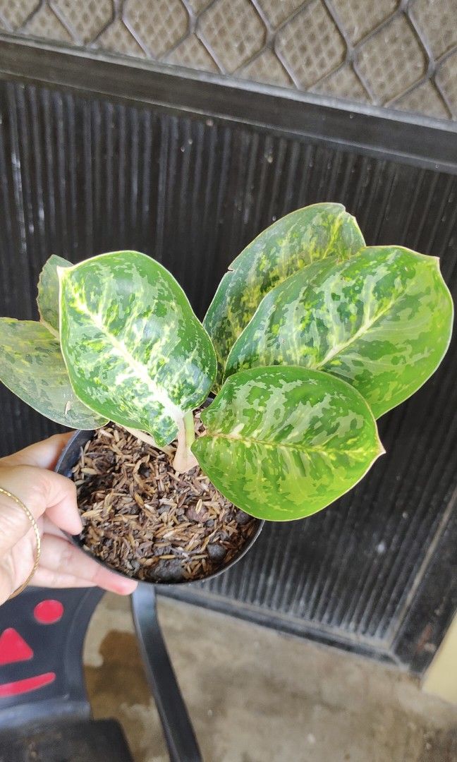 Golden Papuma Aglao, Furniture & Home Living, Gardening, Plants & Seeds ...