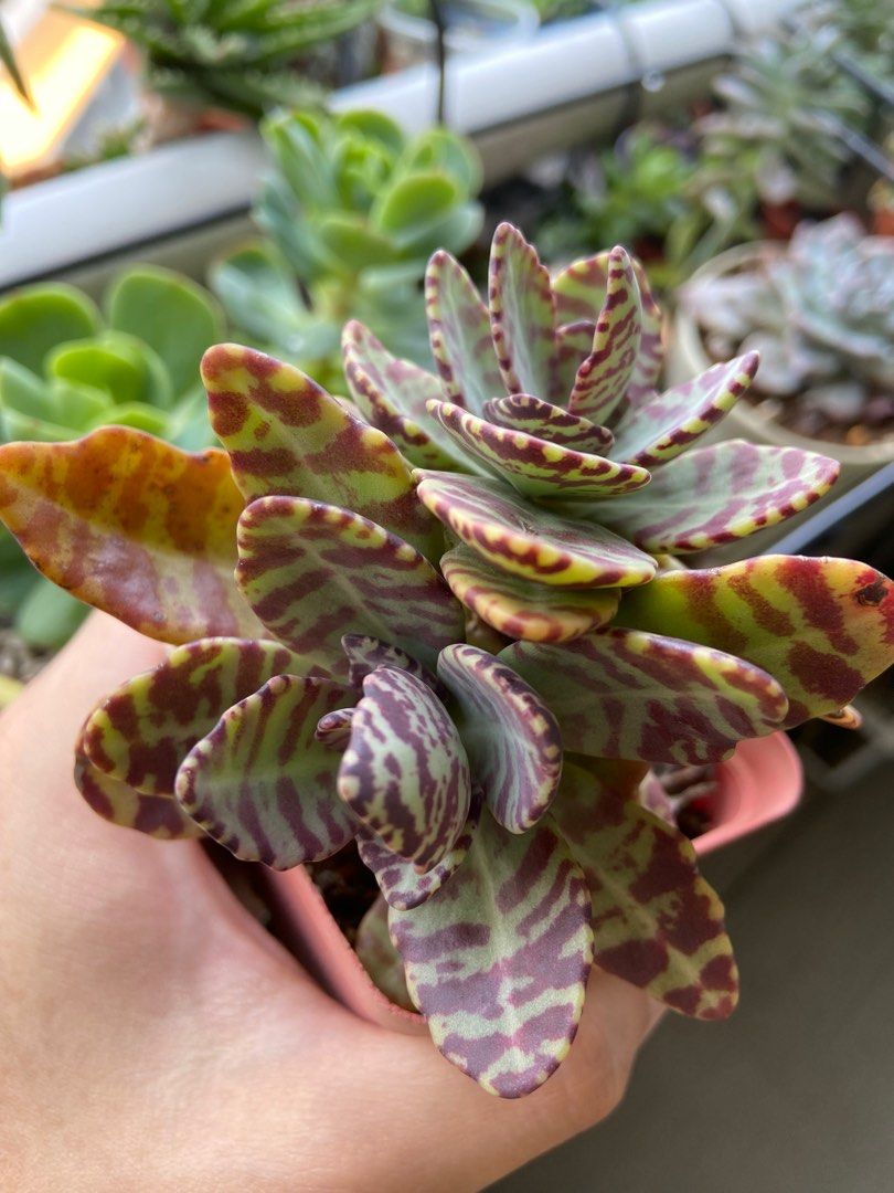 Kalanchoe Humilis Succulent, Furniture & Home Living, Gardening, Plants ...