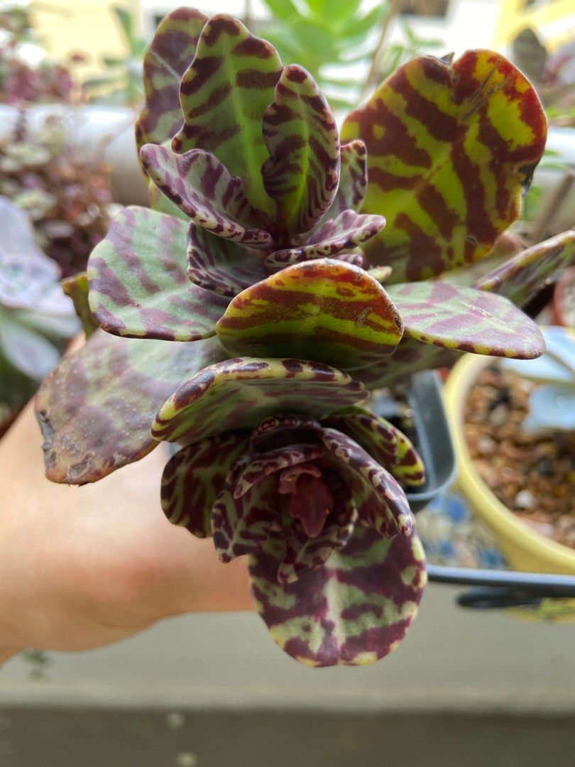 Kalanchoe Humilis Succulent, Furniture & Home Living, Gardening, Plants ...