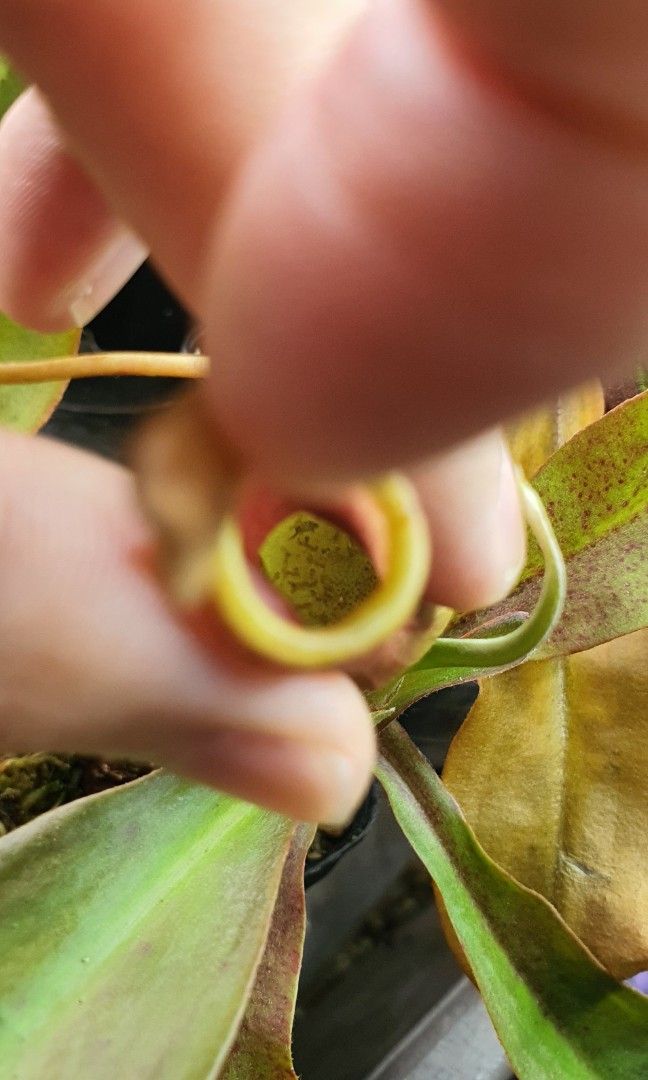 Nepenthes Ventrata Pitcher plant, Furniture & Home Living, Gardening ...