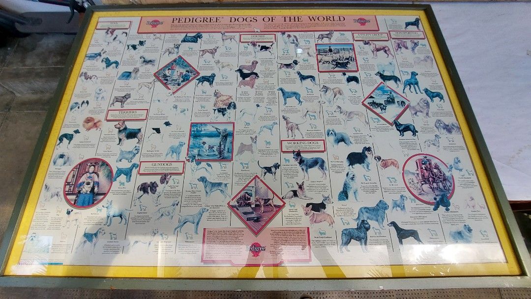 Pedigree Dogs of the World Poster/Chart/Illustration in Frame ...