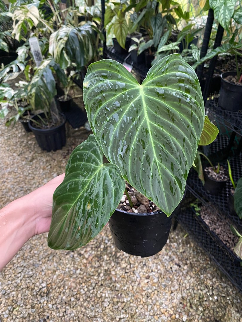 Philodendron Splendid, Furniture & Home Living, Gardening, Plants ...